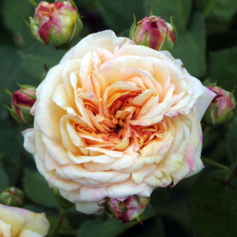 Historische Kletterrose - Rose 'Alchymist' - lachs