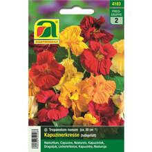 Kapuzinerkresse "Niedrige Mischung"