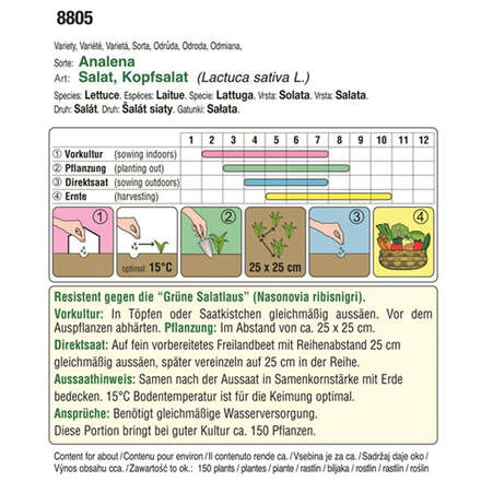 Kopfsalat "Analena"