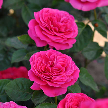 Moderne Edelrose - Rose 'Erzherzog Franz Ferdinand' - rosa