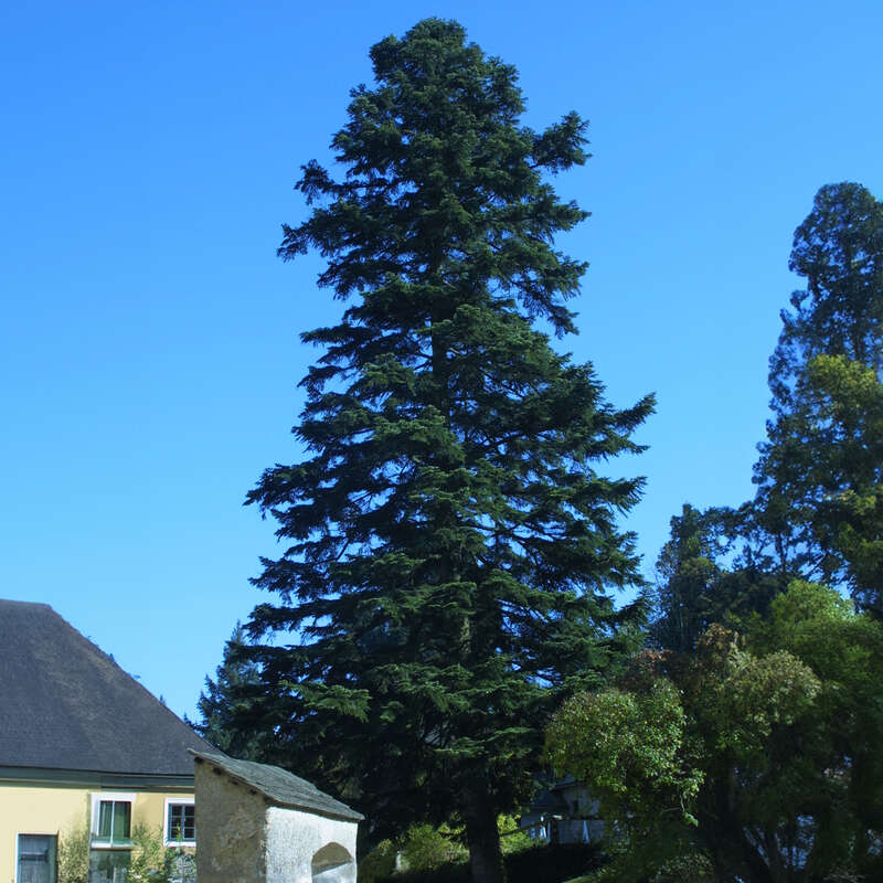 Heimische Tanne - Abies alba