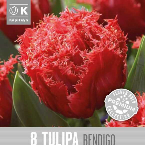 Gefranstblütige Tulpe - Tulipa Bendigo - rot