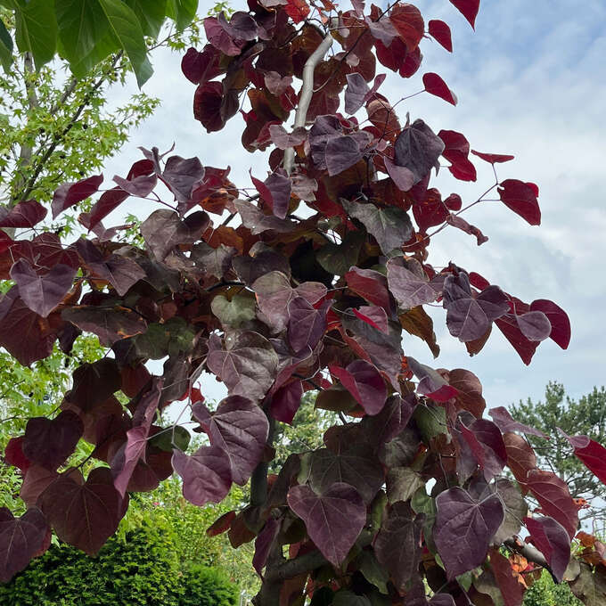 Roter Bltter Baum