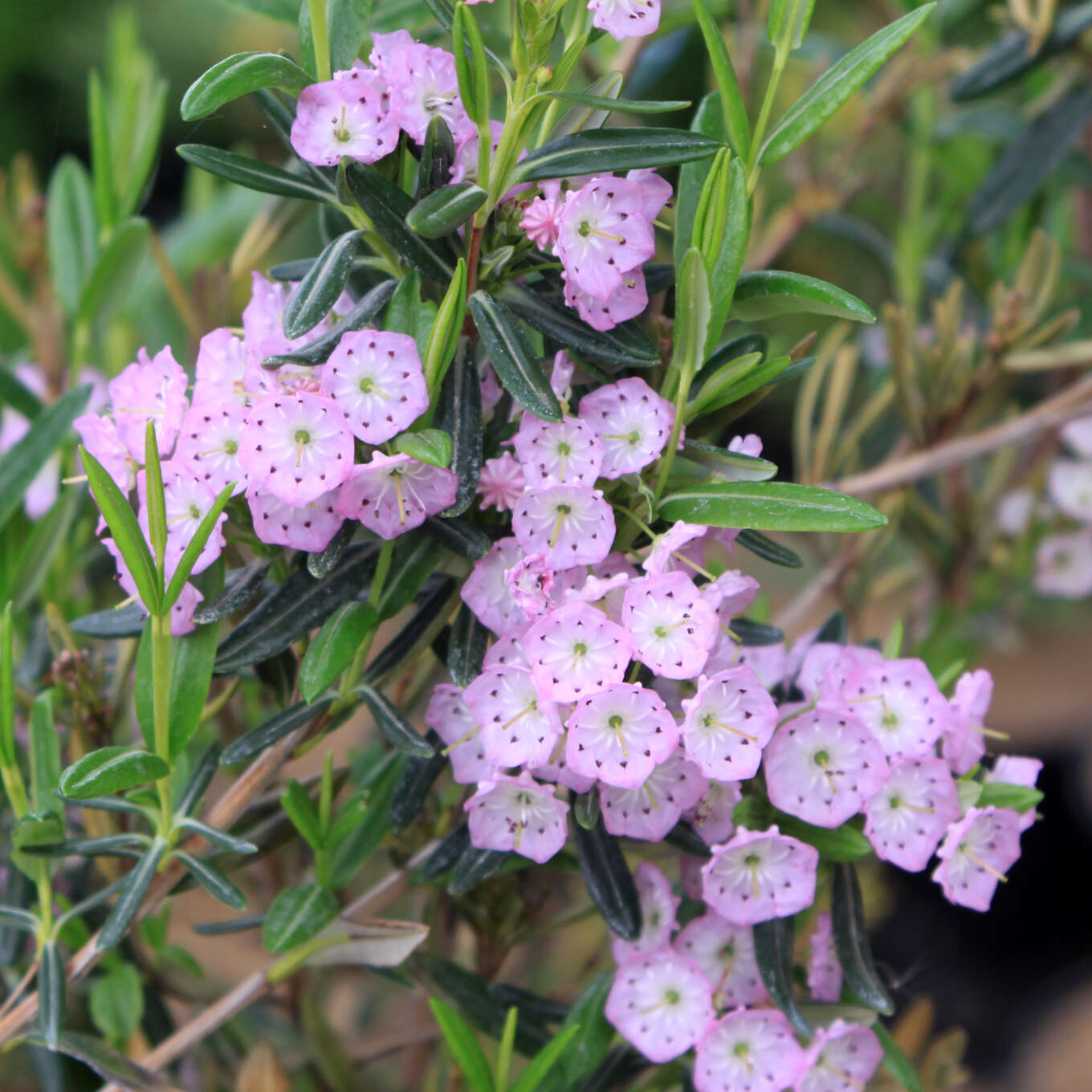Lorbeerrose - Kalmia angustifolia - 30/ 40