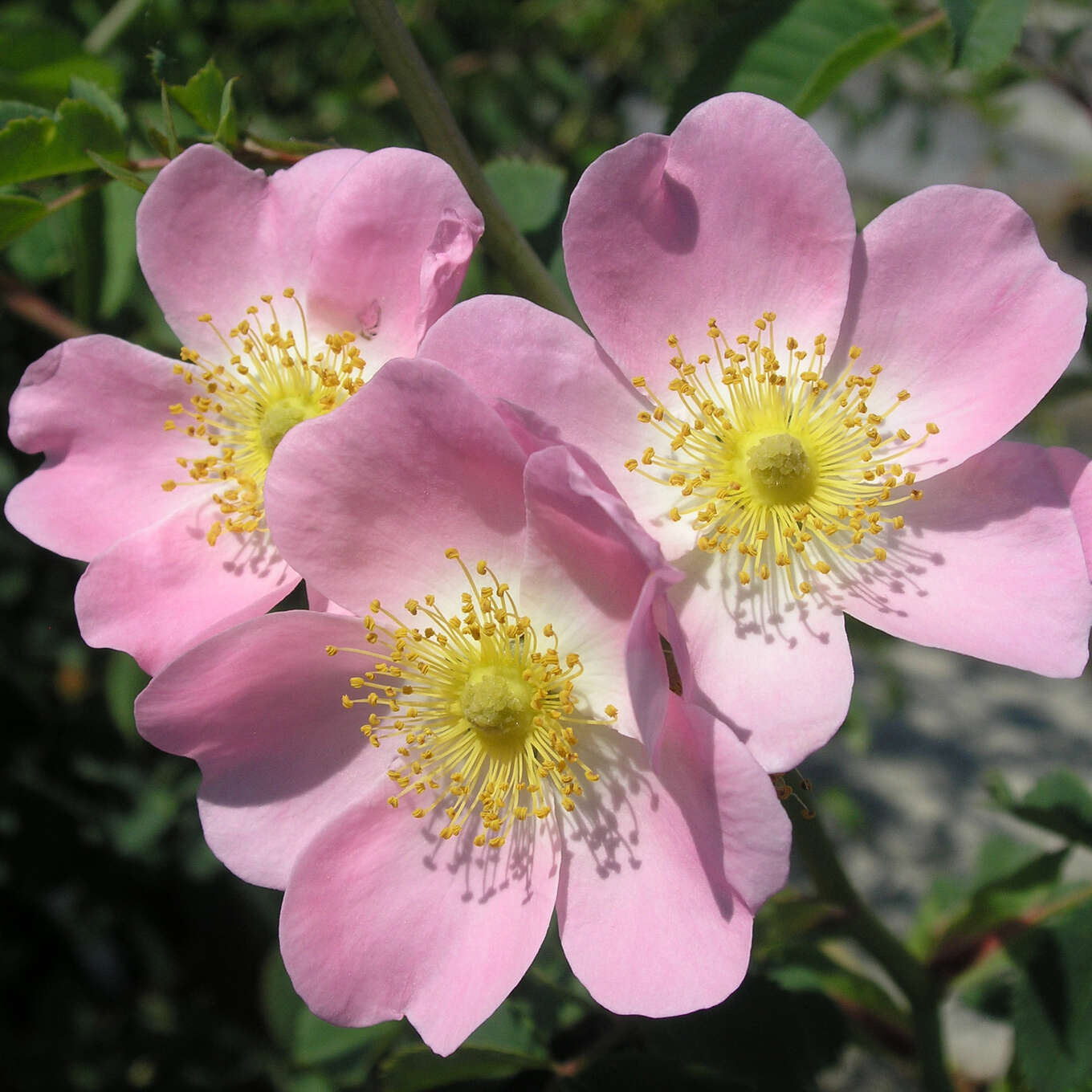 Pilnitzer Vitaminrose - Rose 'Piro 3' - rosa