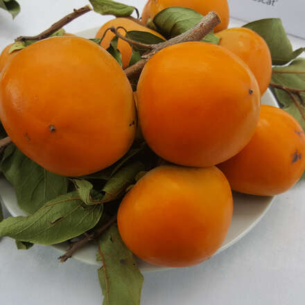 Kaki, Kakipflaume - Diospyros kaki 'Muscat' - gelb
