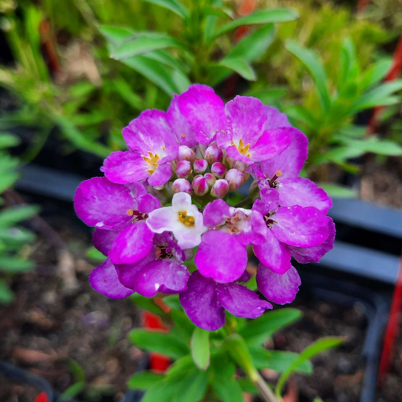 Schleifenblume - Iberis sempervirens 'Absolutely Amethyst' - violett
