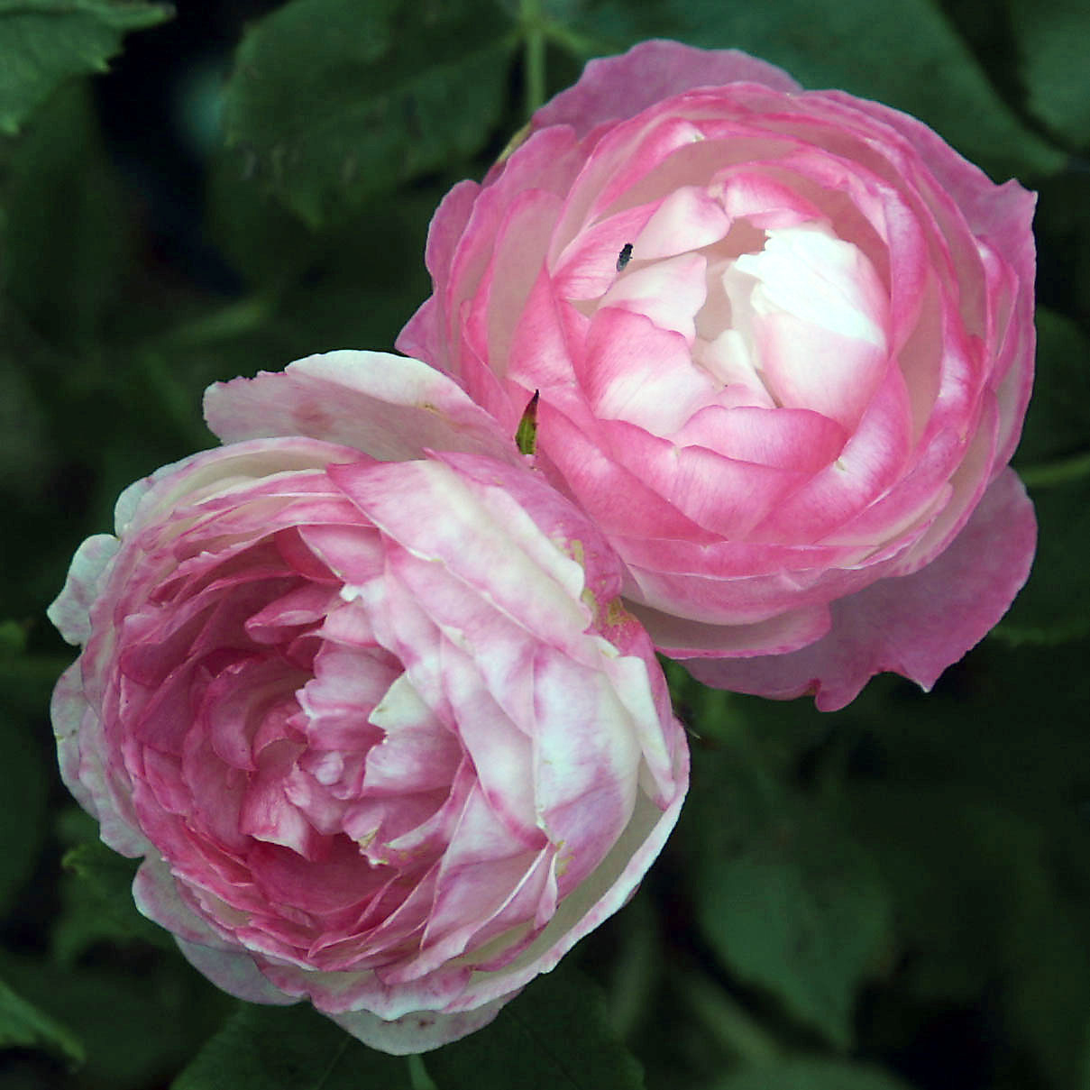 Historische Strauchrose - Rose 'Mme Pierre Oger' - rosa