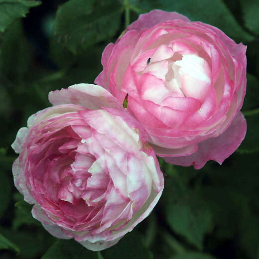 Historische Strauchrose - Rose 'Raubritter' - rosa