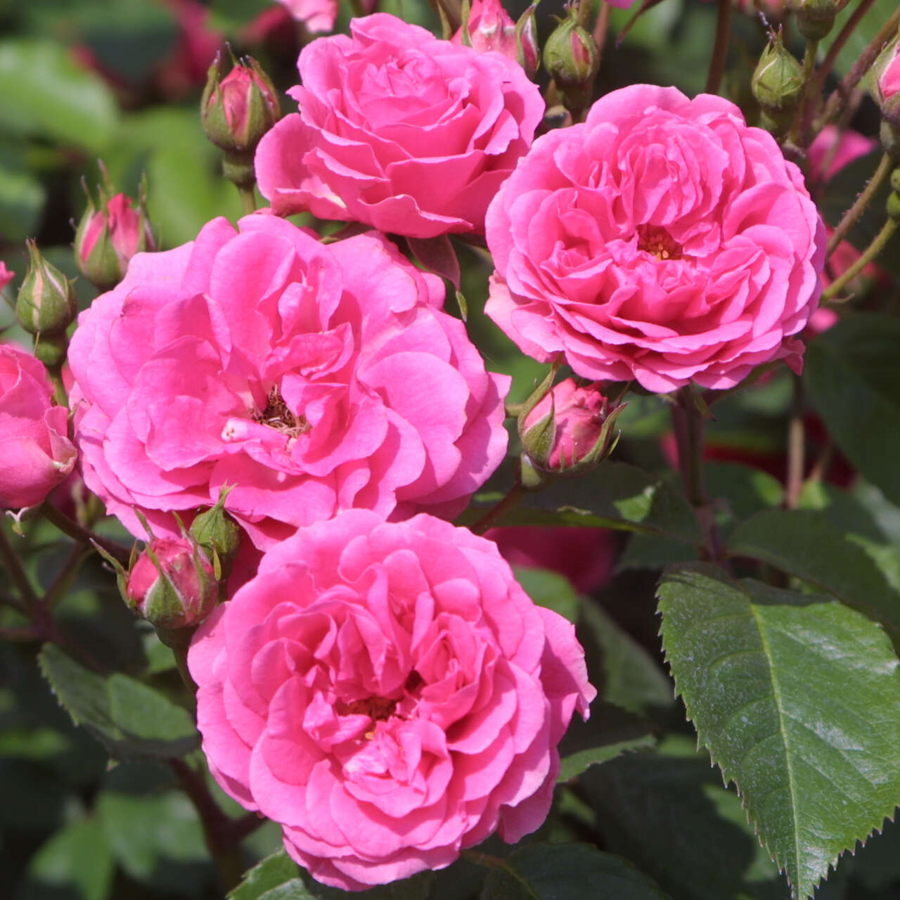 Moderne Strauchrose - Rose 'Elmshorn' - rosa