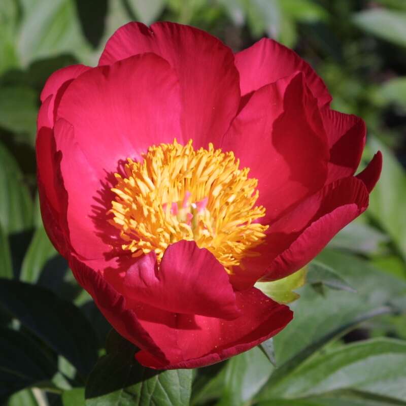 Pfingstrose - Paeonia lactiflora 'Scarlett O'Hara' - rot