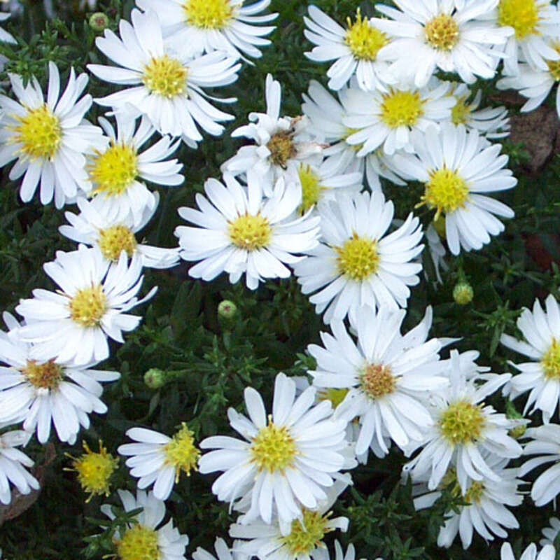 Aster - Aster ericoides 'Monte Cassino' - weiß
