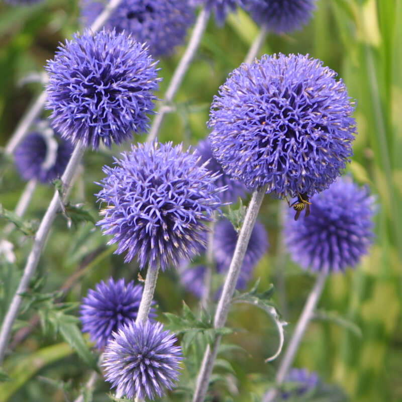 Kugeldistel - Echinops ritro 'Veitch's Blue' - blau