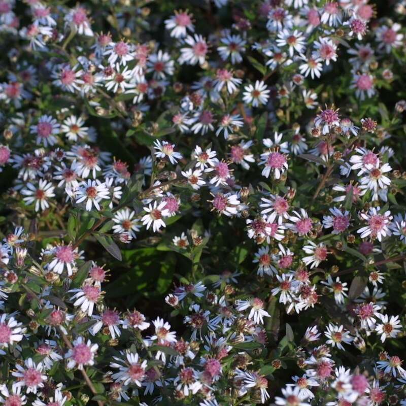 Aster - Aster lateriflorus 'Lady in Black' - weiß