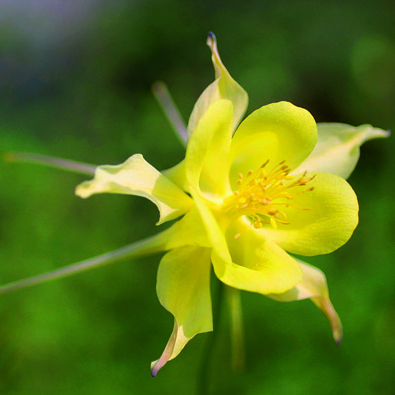 Akelei - Aquilegia chrysantha 'Yellow Queen' - gelb