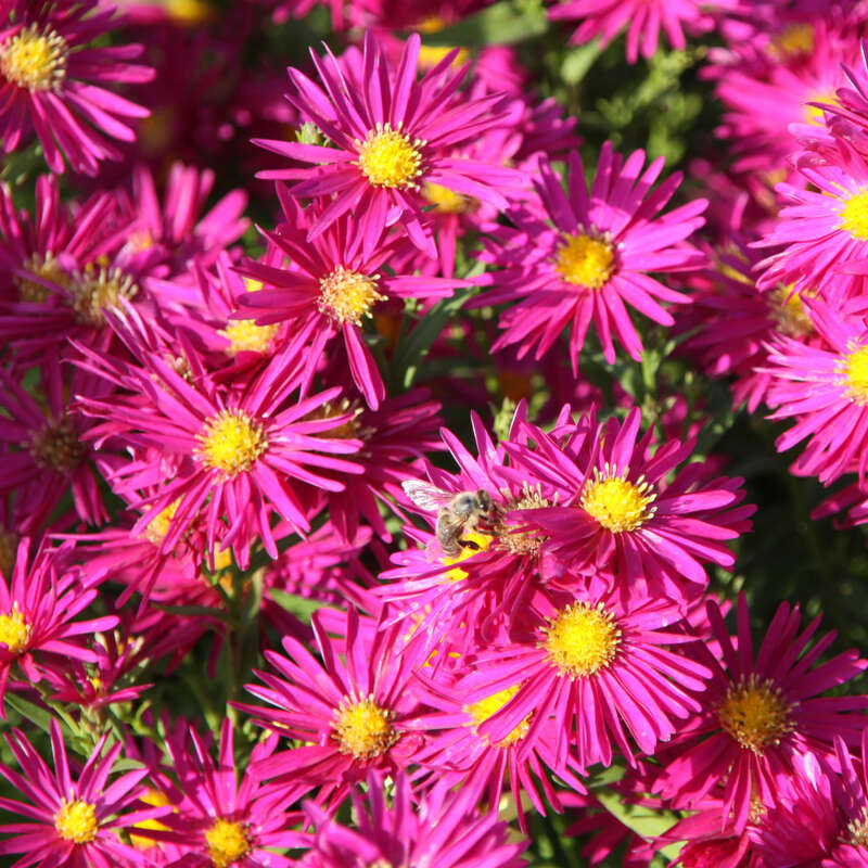 Glattblatt-Aster - Aster novi-belgii 'Crimson Brocade' - rot