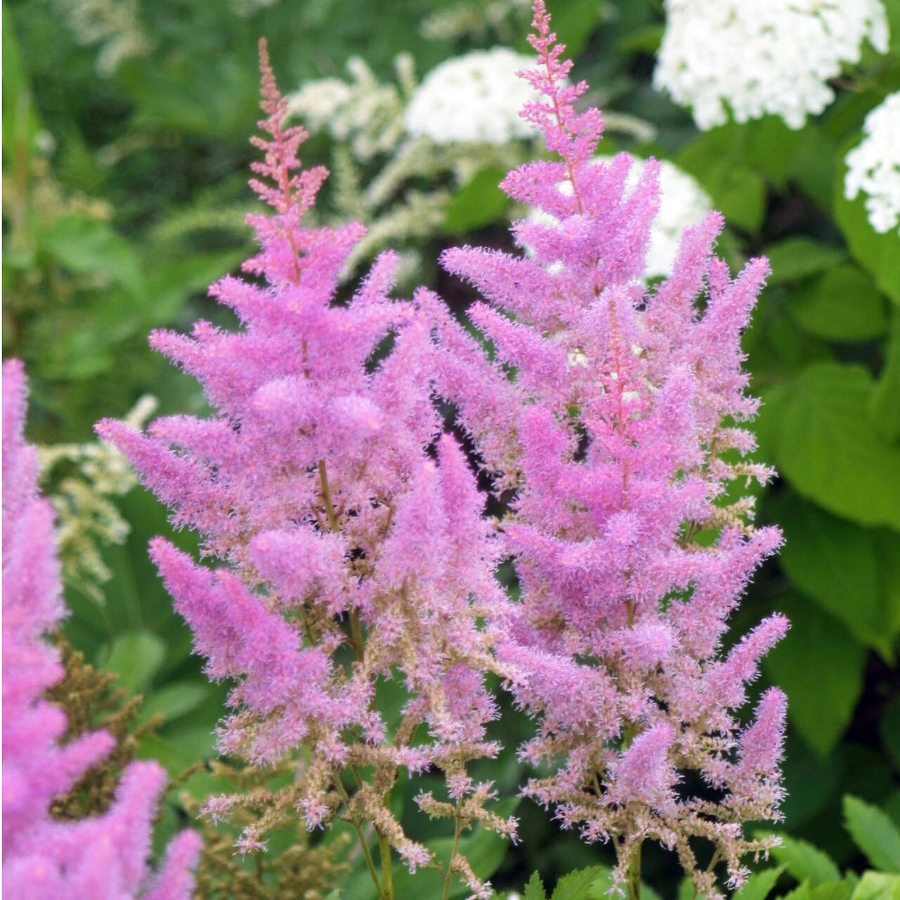 Prachtspiere - Astilbe arendsii 'Amethyst' - lila