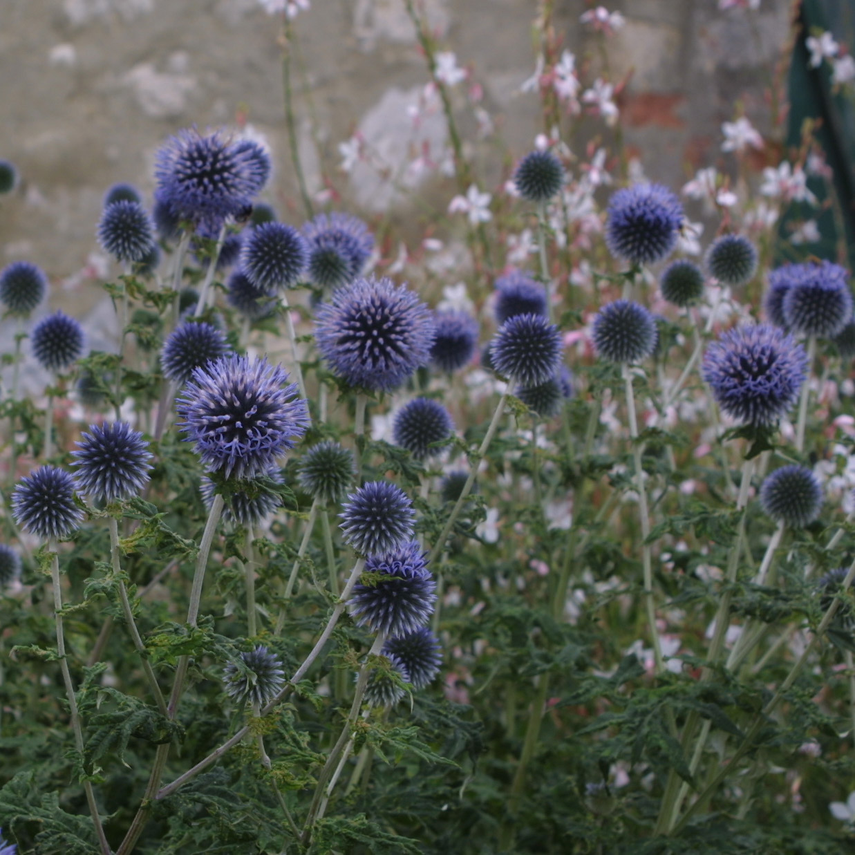 Kugeldistel - Echinops ritro - blau