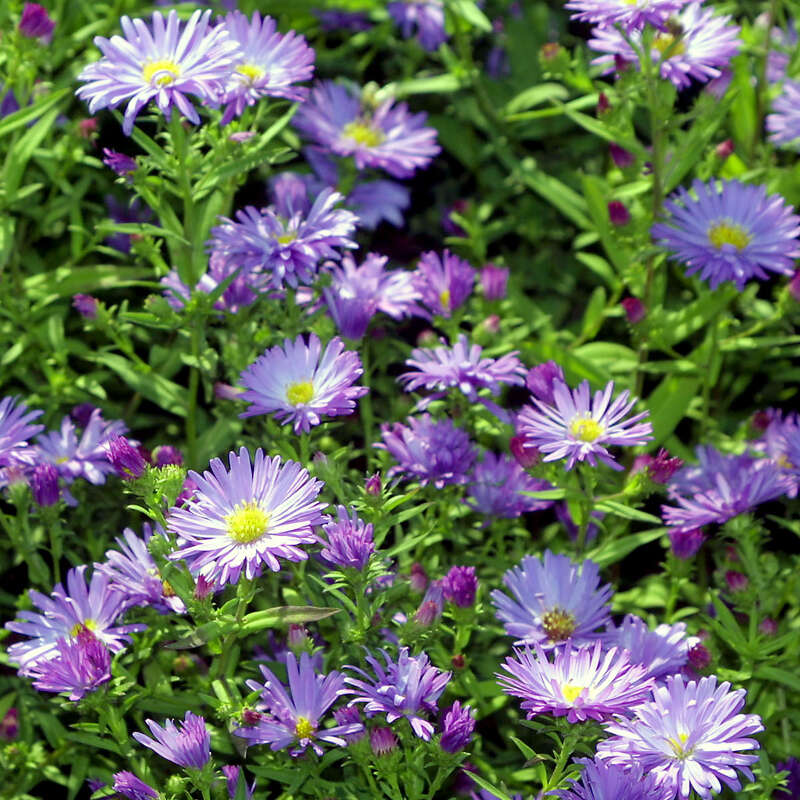 Glattblatt-Aster - Aster novi-belgii 'Marie Ballard' - blau
