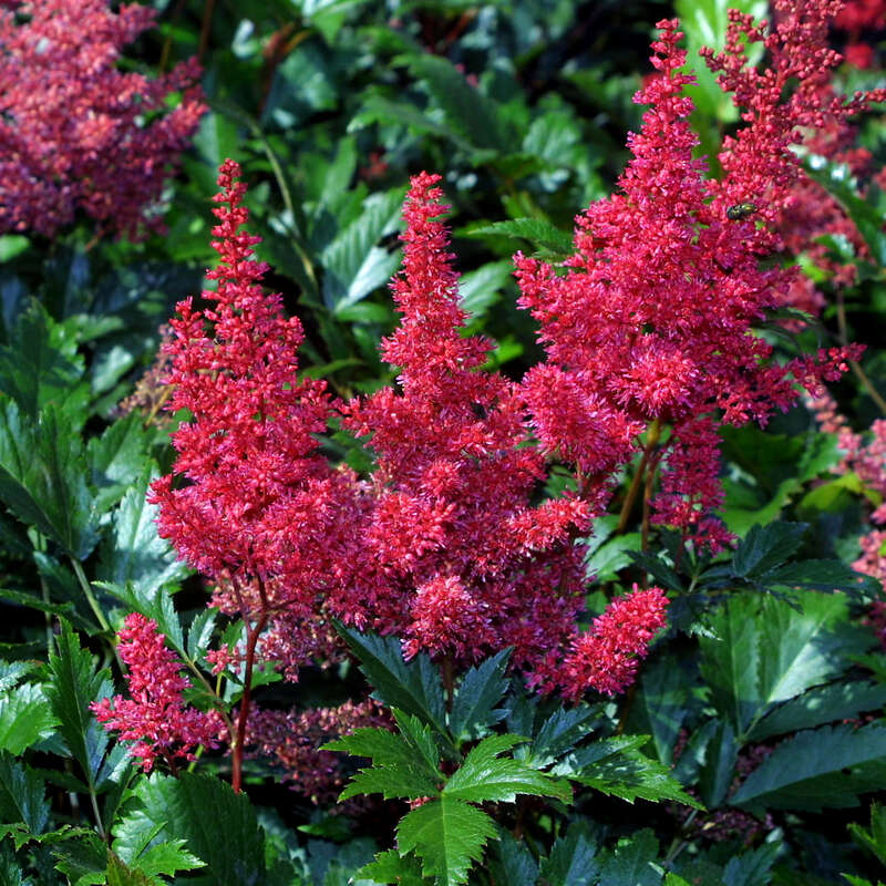 Prachtspiere - Astilbe japonica 'Montgomery' - rot