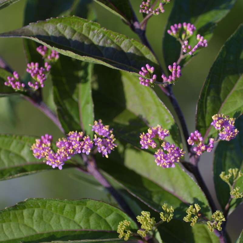 Schönfrucht - Callicarpa dichotoma 'Issai' - rosa