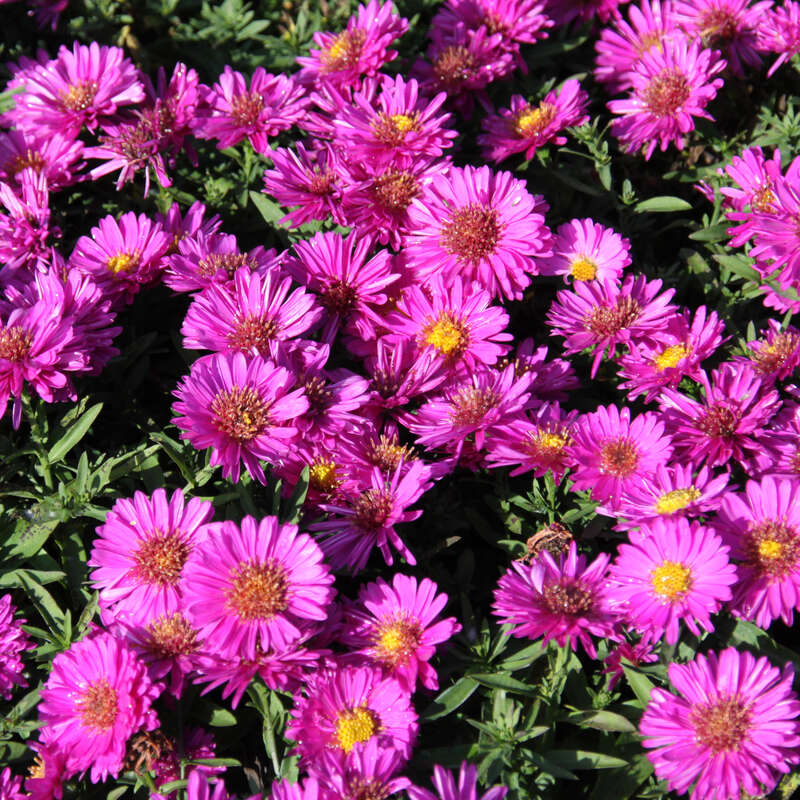 Kissenaster - Aster dumosus 'Starlight' - rot
