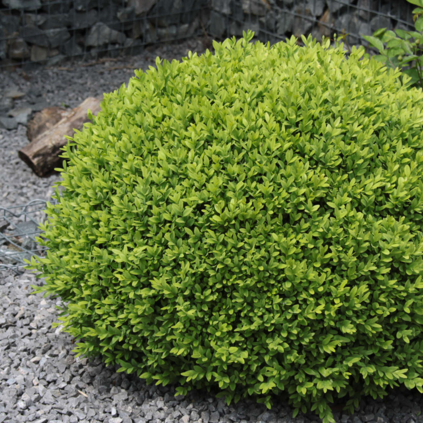 Buchs - Buxus sempervirens - grün