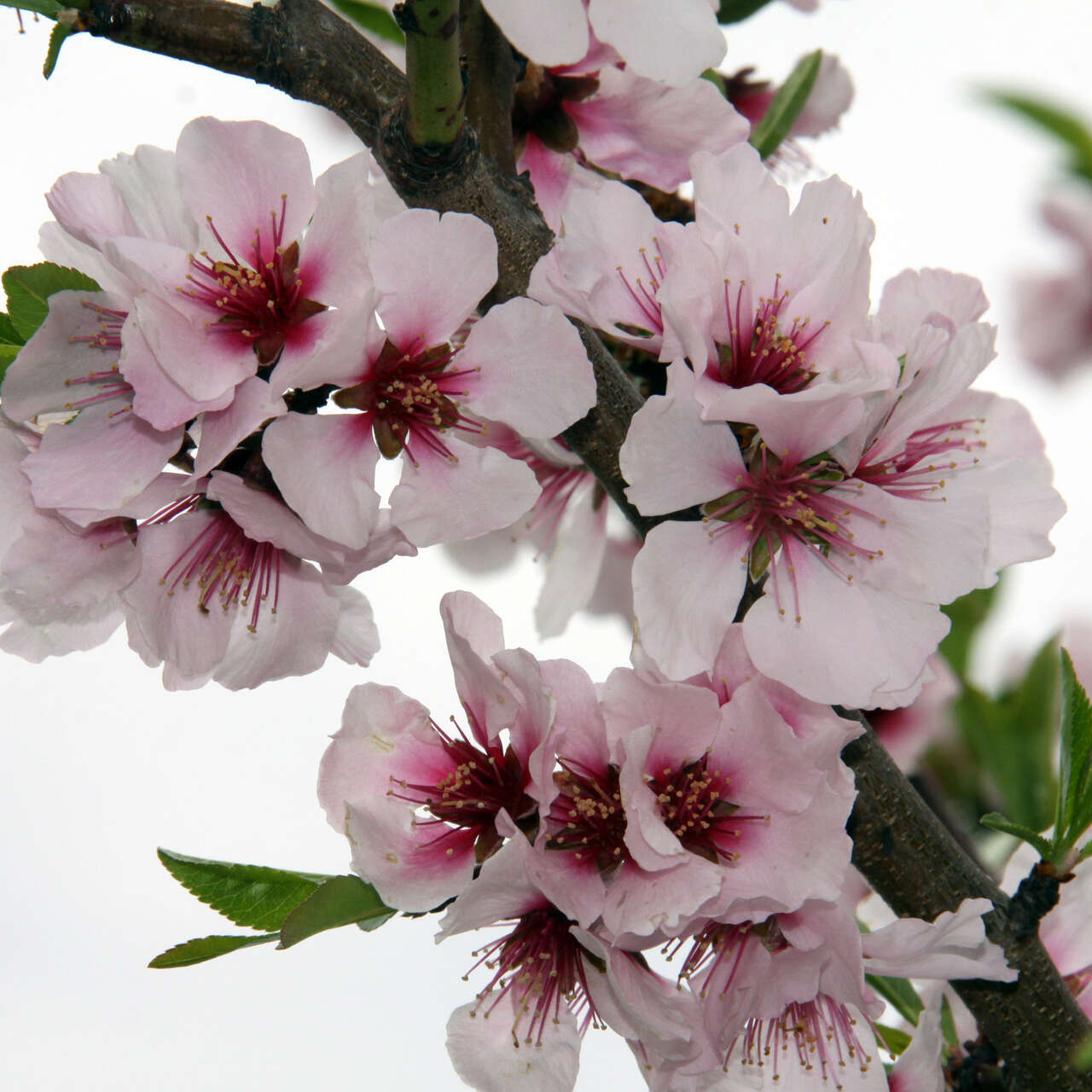 Mandel - Prunus amygdalus 'Robijn'