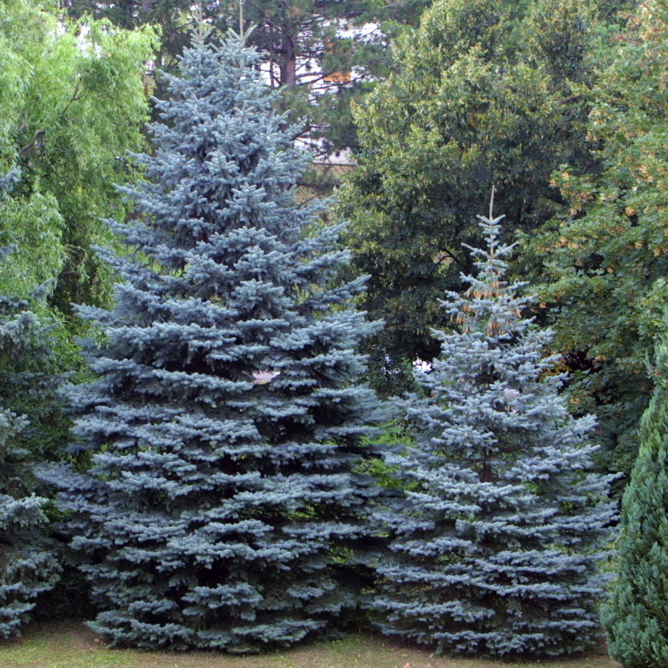Sämlings-Blaufichte - Picea pungens glauca - grau/silbrig