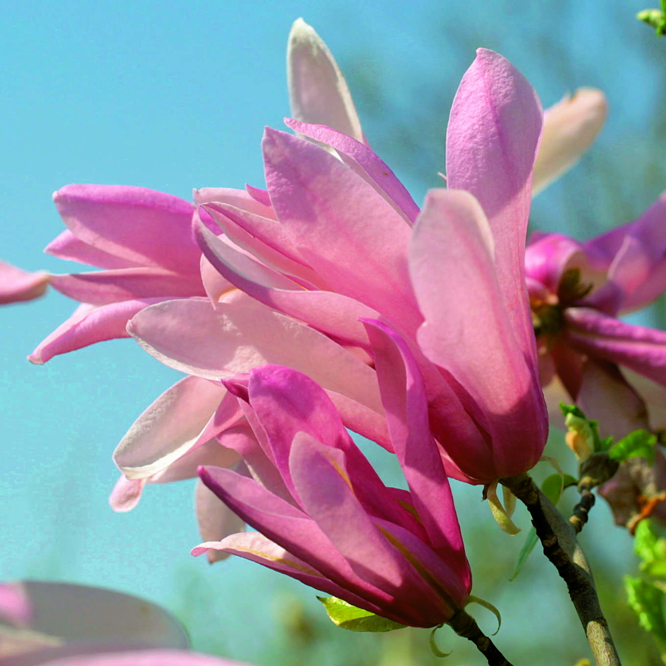 Magnolie - Magnolia 'Ricki' - rosa
