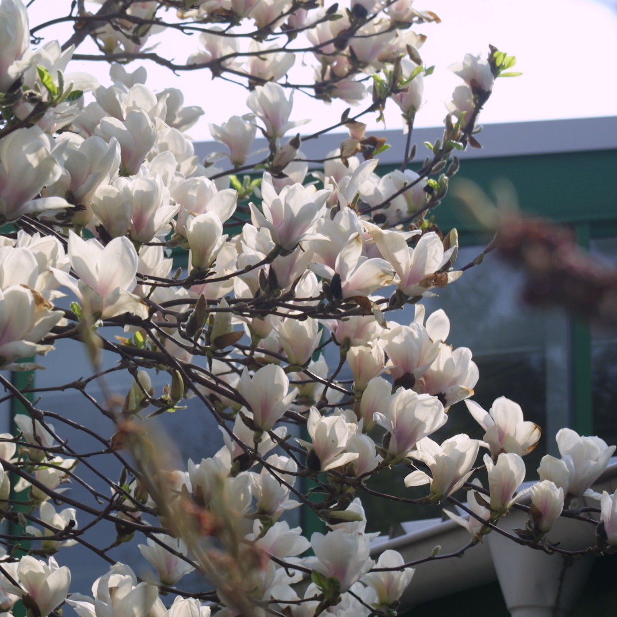 Yulan-Magnolie - Magnolia denudata - weiß