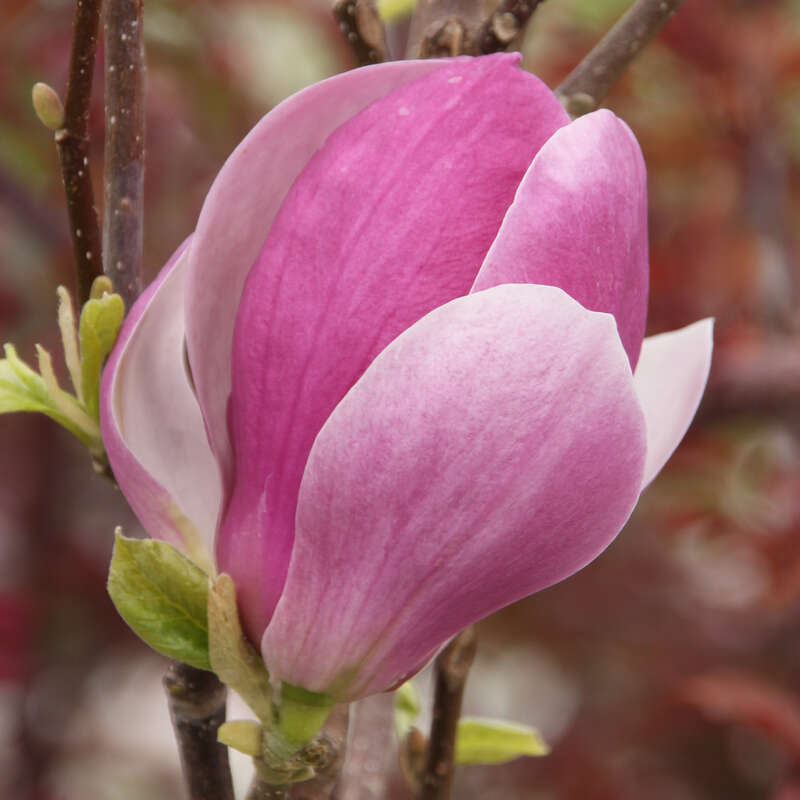 Tulpenmagnolie - Magnolia soulangeana 'Rustica Rubra' - rosa