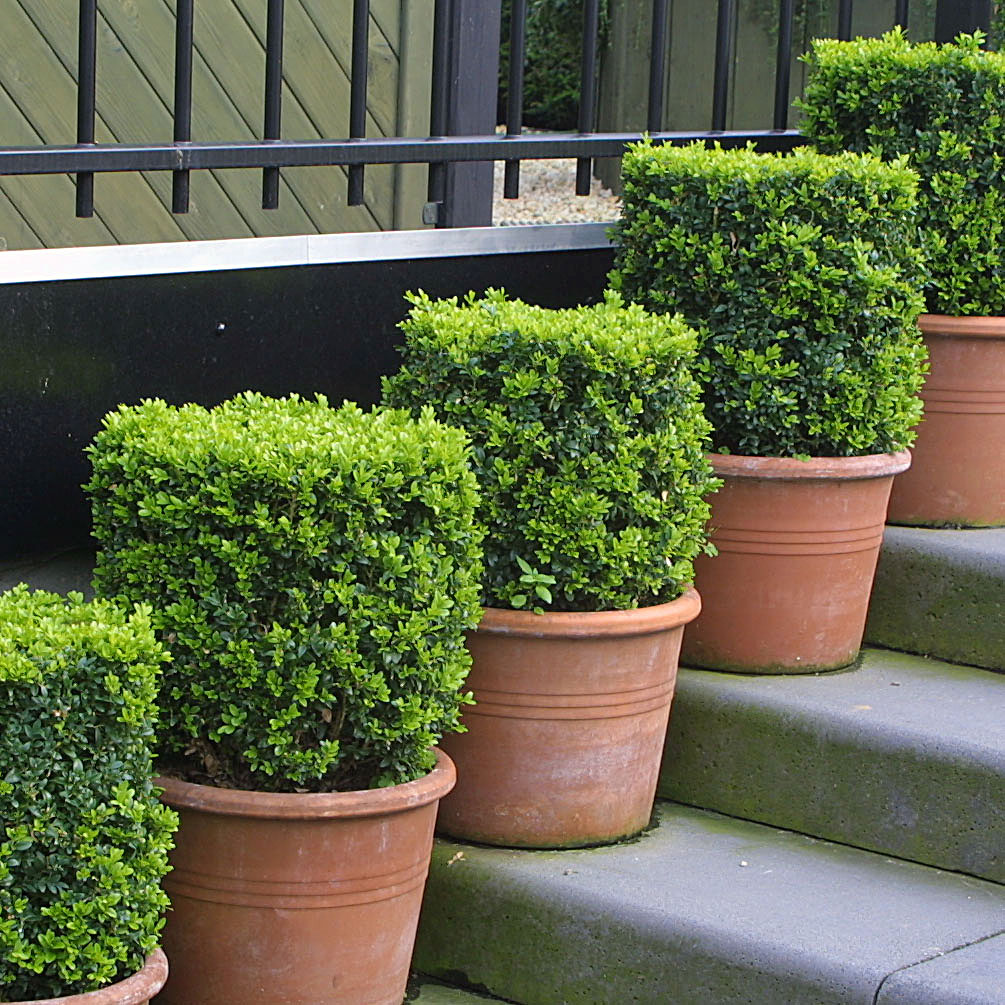 Buchs - Buxus sempervirens - grün