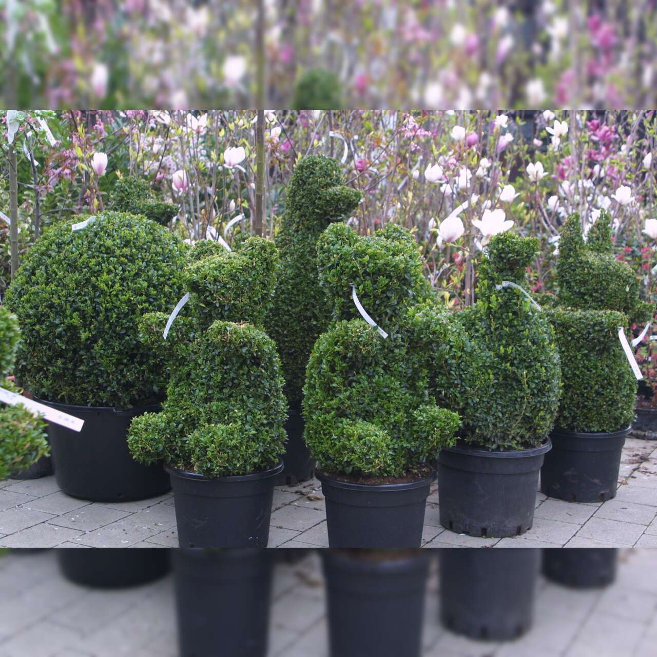 Buchs - Buxus sempervirens - grün