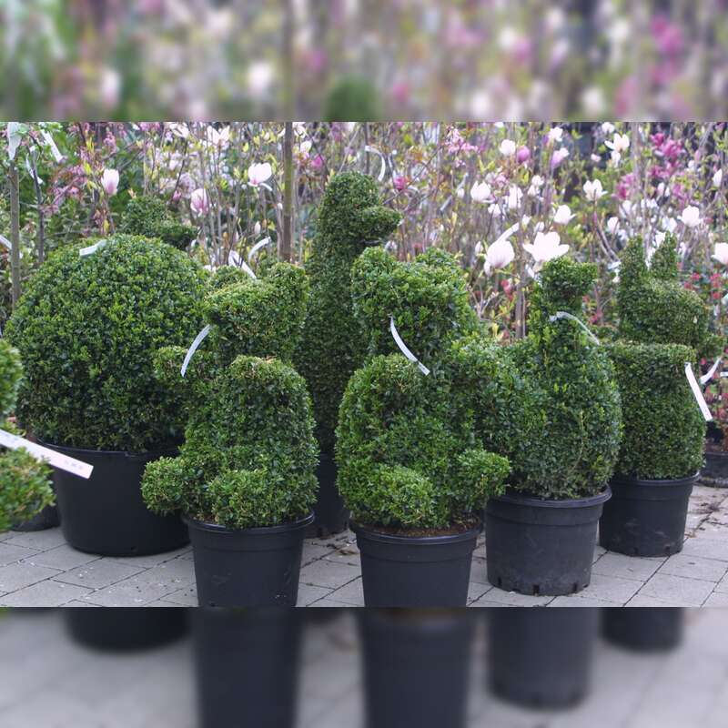 Buchs - Buxus sempervirens