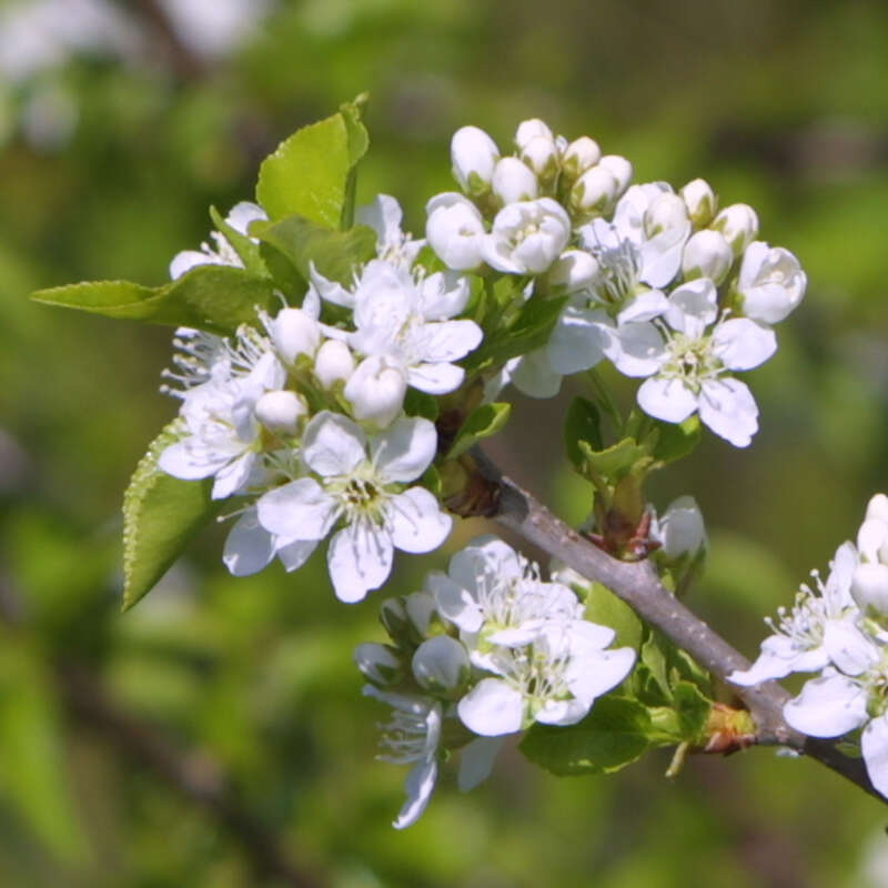 Wildes Kriecherl - Prunus domestica insititia - weiß