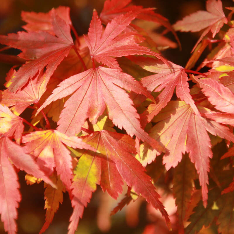 Japanischer Fächerahorn - Acer palmatum 'Coonara Pygmy'