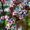 Kurilenkirsche - Prunus nipponica 'Ruby' - rosa
