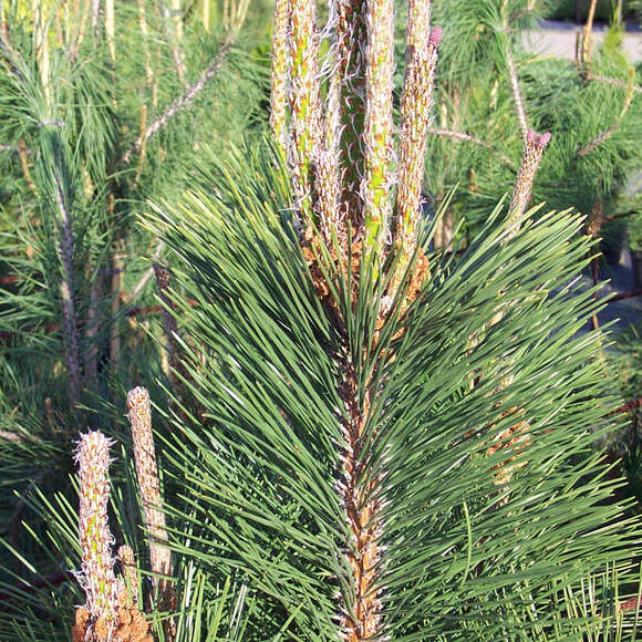 Säulen-Schwarzföhre - Pinus nigra 'Molette' - grün