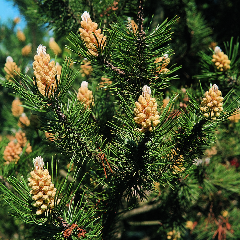 Hohe Bergkiefer, Latsche - Pinus mugo