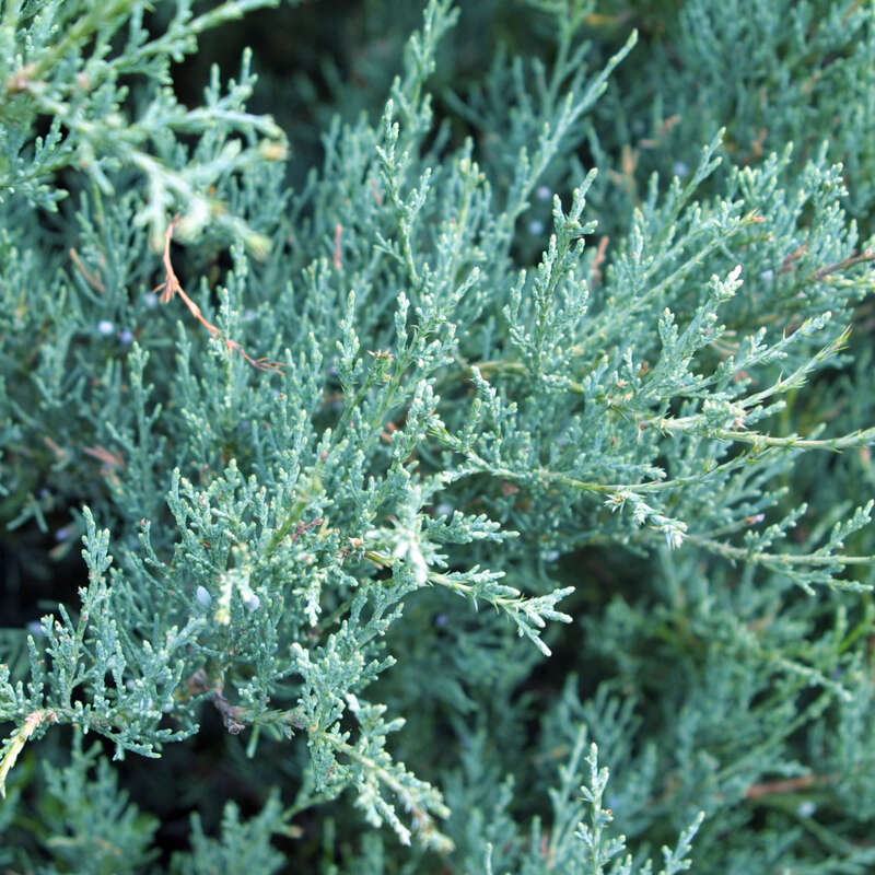 Virginischer Baumwacholder - Juniperus virginiana 'Glauca'