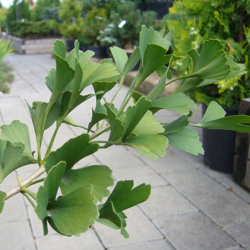 Trichterblatt-Ginkgo - Ginkgo biloba 'Tubifolia'