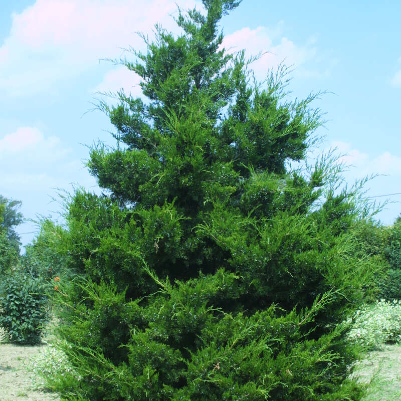 Virginischer Baumwacholder - Juniperus virginiana 'Canaertii'