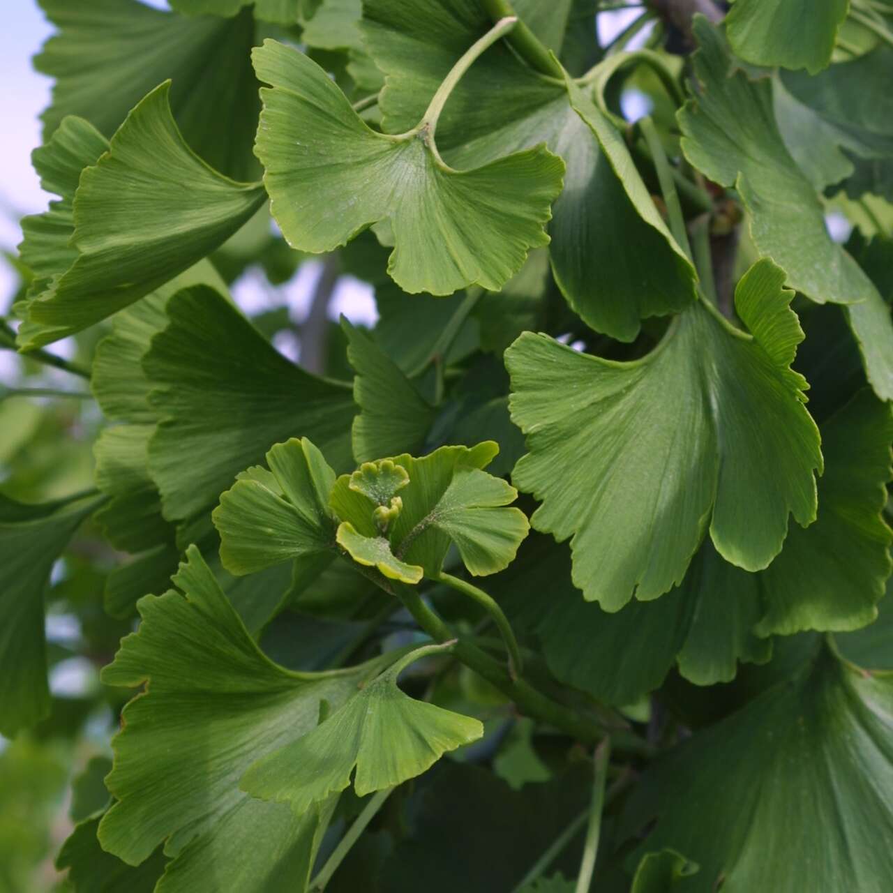 Hänge-, Schirmginkgo - Ginkgo biloba 'Pendula' - grün