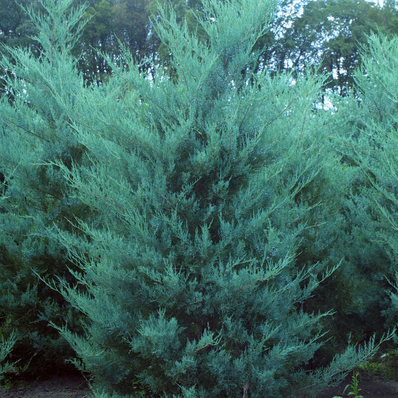 Juniperus Virginiana Burkii Leaves