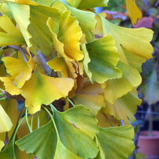 Hänge-, Schirmginkgo - Ginkgo biloba 'Pendula' - grün