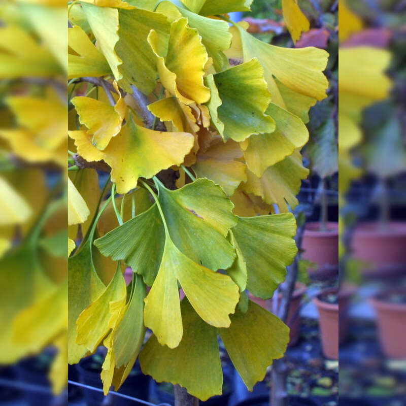 Hänge-, Schirmginkgo - Ginkgo biloba 'Pendula'