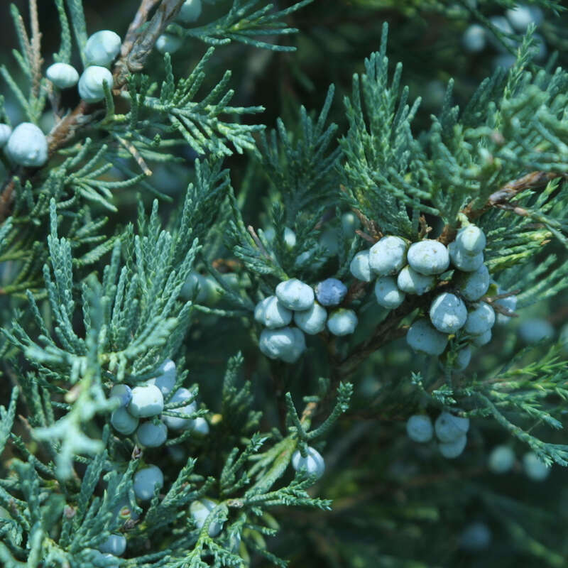 Zypressenwacholder - Juniperus virginiana 'Pyramidalis Glauca'