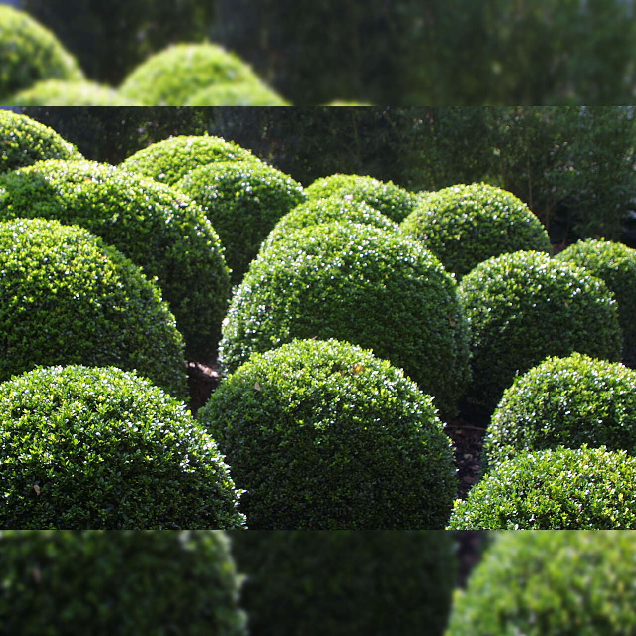Buchs - Buxus sempervirens - grün