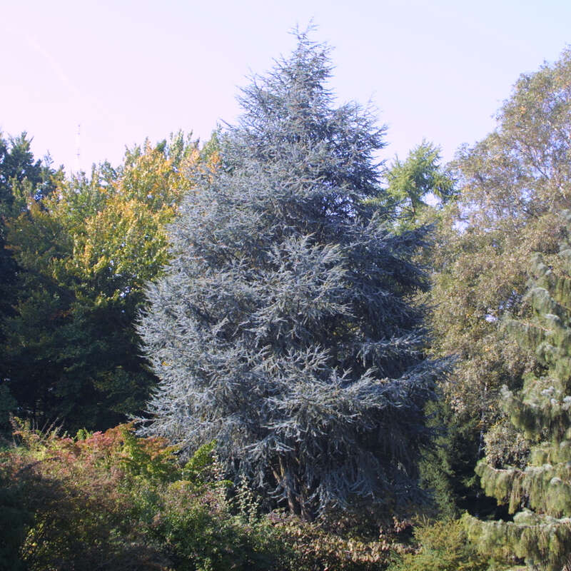 Blaue Atlaszeder - Cedrus libani 'Glauca'